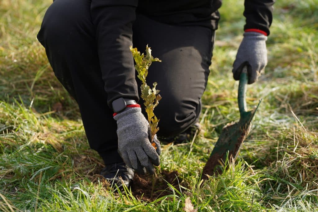 From football pitches to future forests: 13 projects backed by Urban ...